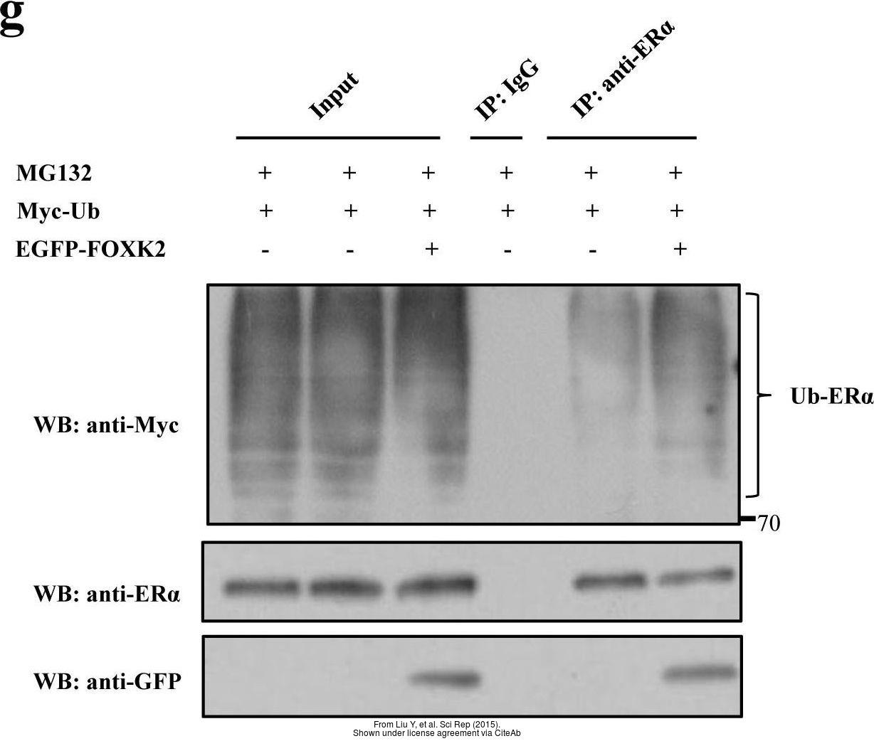 Anti-GFP antibody [GT859] (GTX628528) | GeneTex