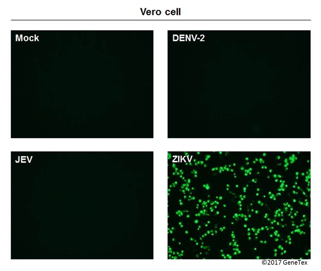 Anti-Zika virus Envelope protein antibody [GT363] (GTX634155) | GeneTex