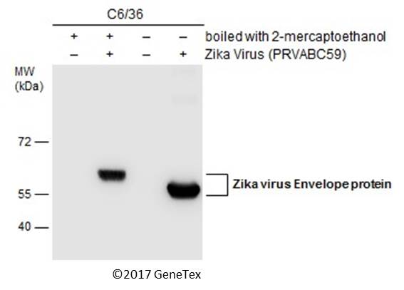 Anti-Zika virus Envelope protein antibody [GT363] (GTX634155) | GeneTex
