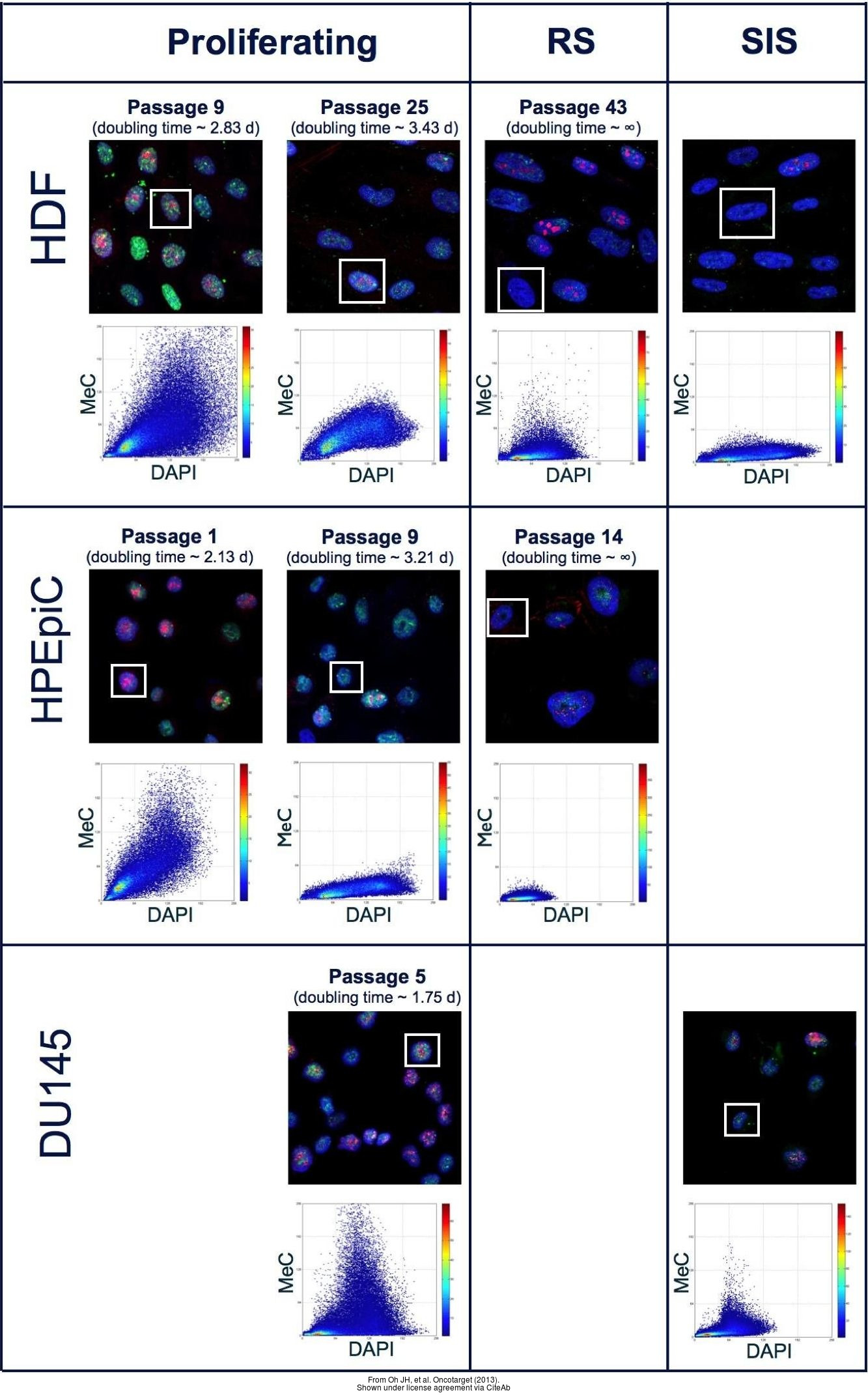 Anti-5-Methylcytosine / 5-mC antibody [33D3] (GTX75897) | GeneTex