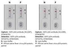 Anti-ASFV p54 antibody [HL1287] (GTX636701) | GeneTex
